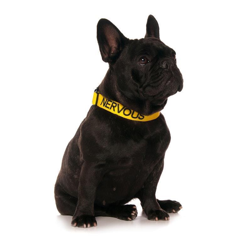 Buy Friendly Dog Collars NERVOUS S/M Clip Collar 1pc online at Chemist ...